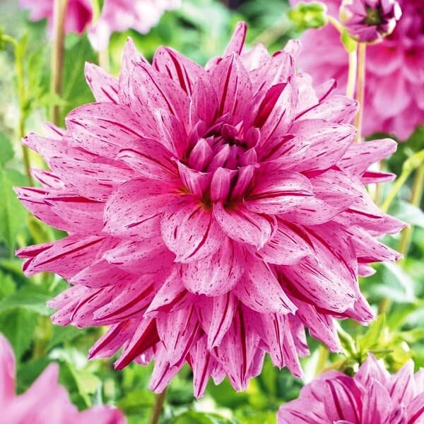 Георгина Пэинтед Герл (1 клубень), Нидерланды