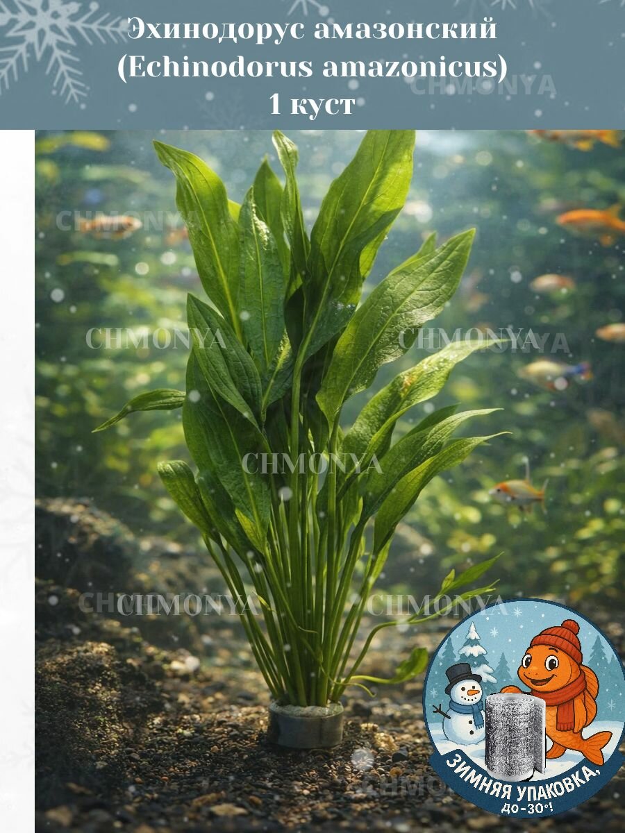 Аквариумное растение Эхинодорус Амазонка (echinodorus Amazonicus) , живое аквариумное растение