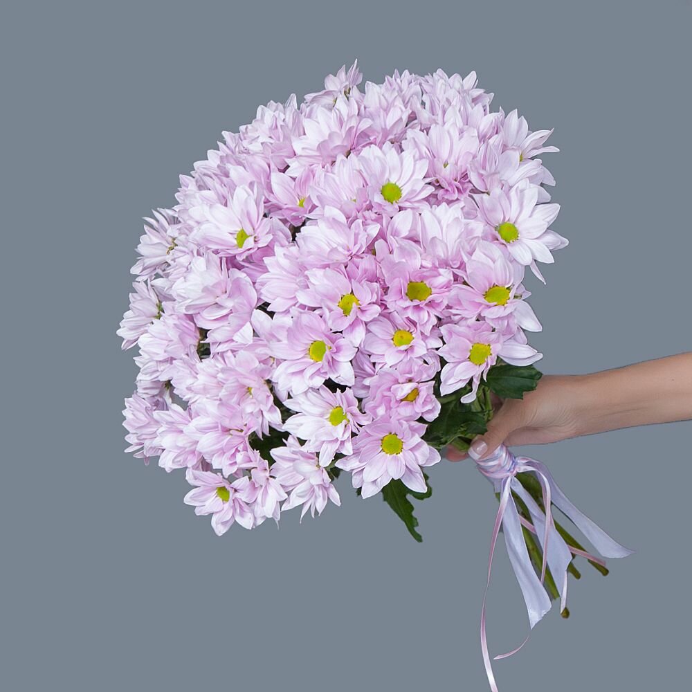 Хризантема кустовая "Бакарди" , под ленту 9 шт.