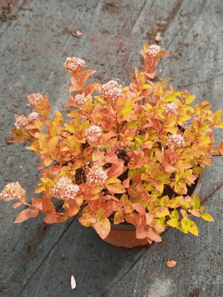 Спирея японская Zen Spirit Gold