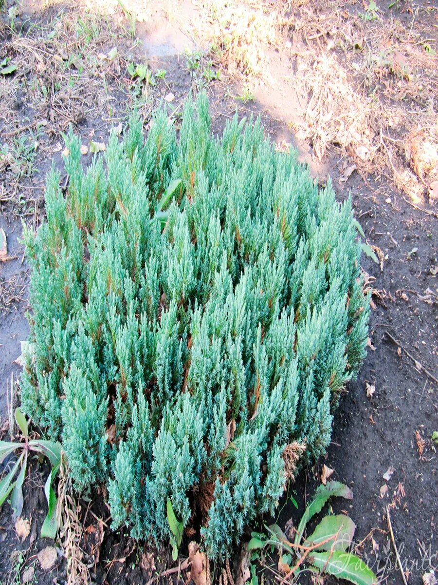 Можжевельник горизонтальный Blue Forest