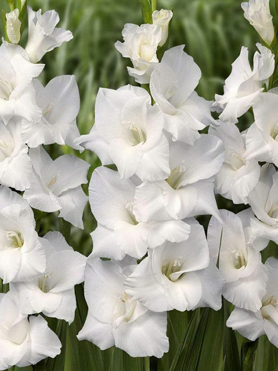 Гладиолус Holland Bulb Market Уайт Просперити, крупноцветковый, многолетник, 5 шт