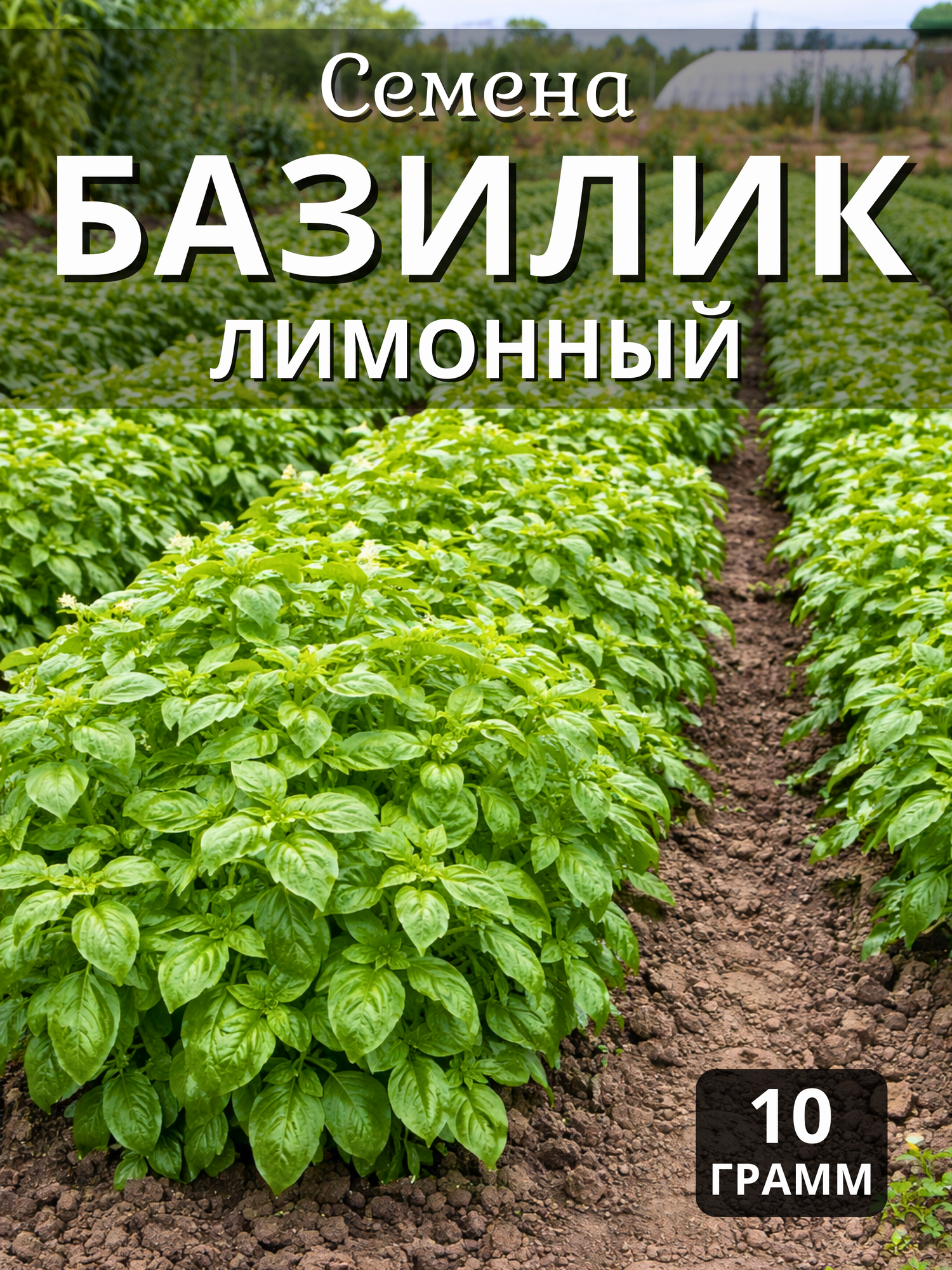 Семена базилика лимонный для проращивания, 10 грамм