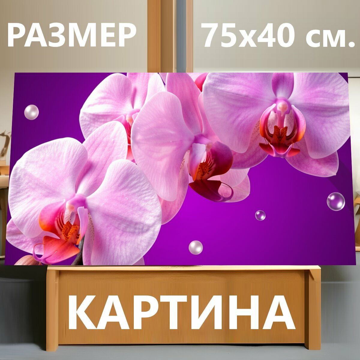 Картина на холсте "Розовые орхидеи на фиолетовом фоне. Нежная композиция с цветущими фаленопсисами в пастельно-розовых оттенках, на насыщенном." на подрамнике 75х40 см. для интерьера