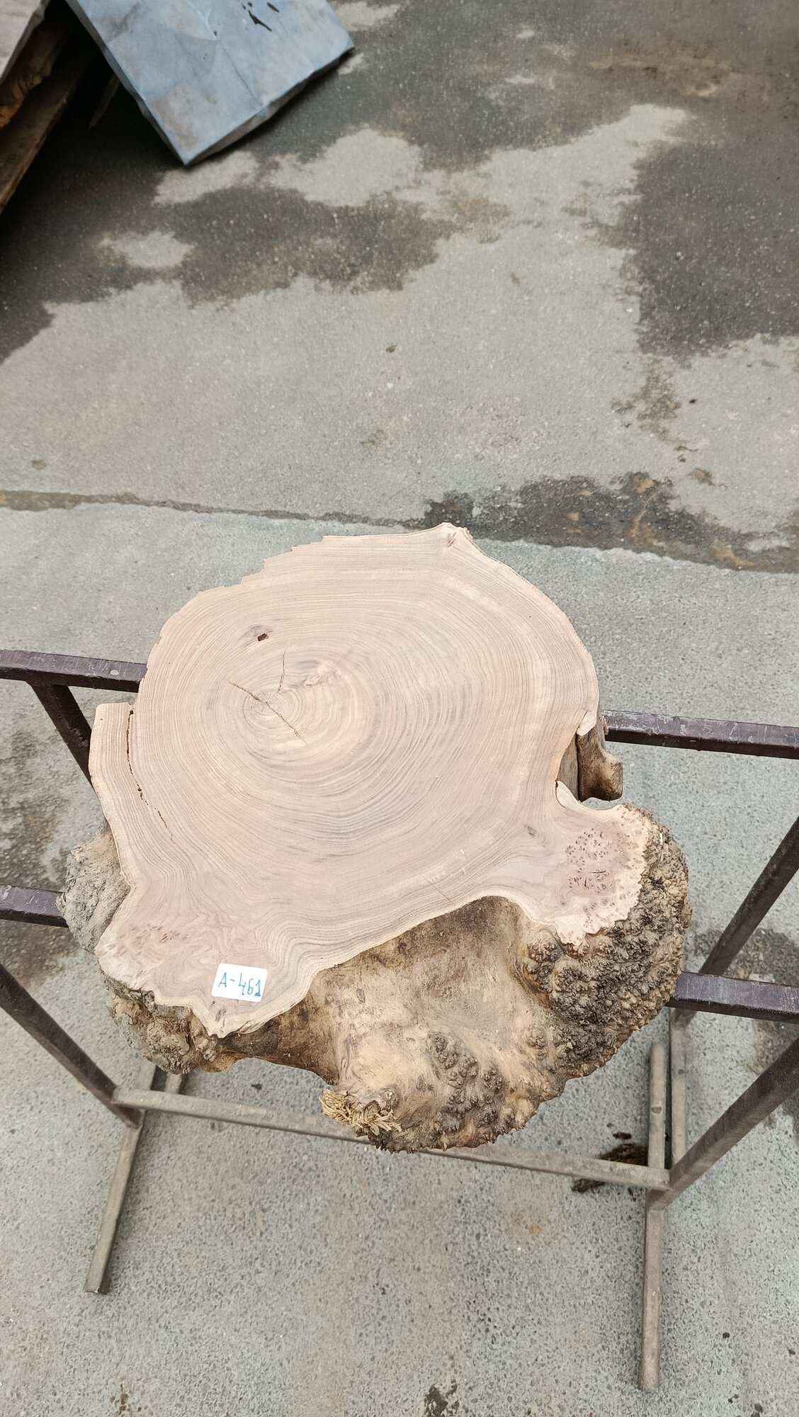 Спил из карагача 43х36х8см (А461) высушенный фрезерован, влажность 8-10%