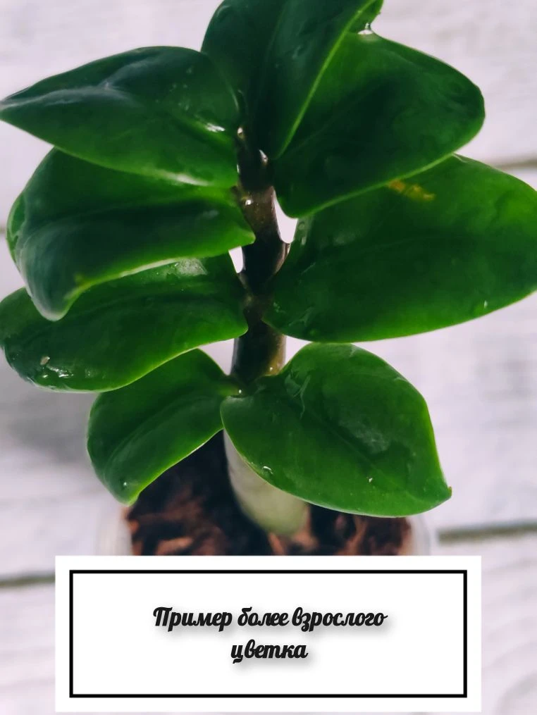 Замиокулькас комнатное долларовое дерево денежное Зензи