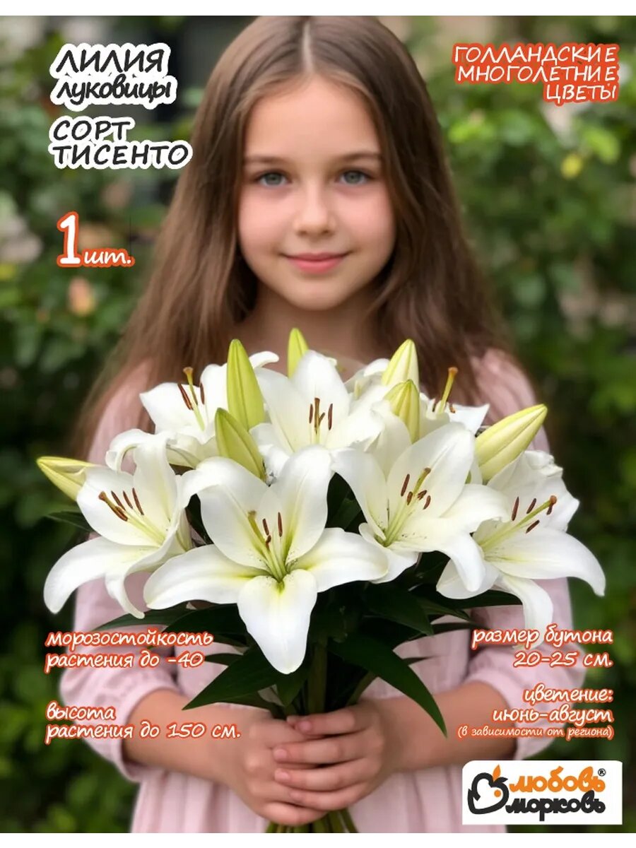 Лилия Луковица, Тисенто, 1шт