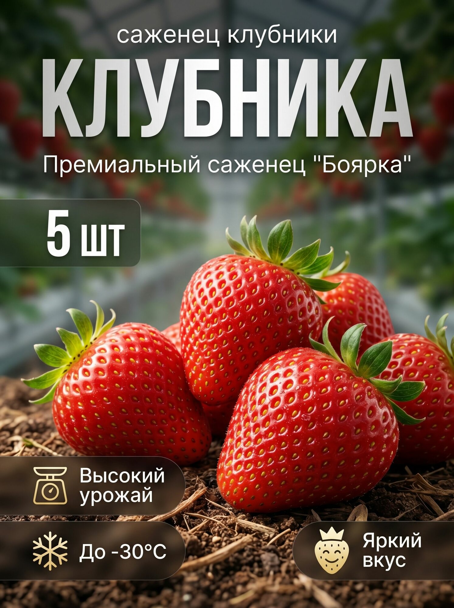 Саженцы клубники боярка 5-шт, корень обработан