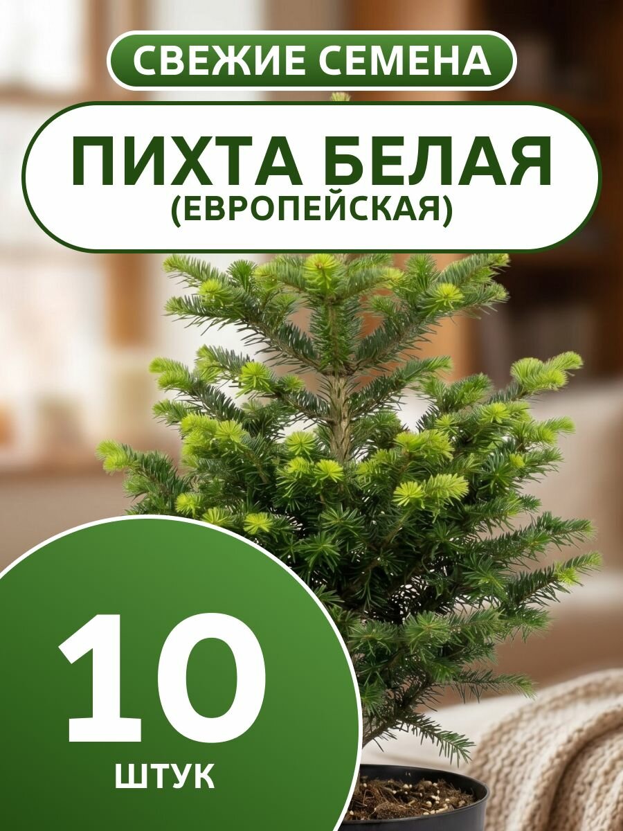 Семена Пихты для выращивания, 10 шт