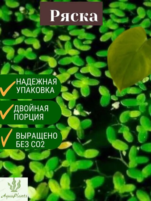 Ряска аквариумная. 2 порции. Живое аквариумное растение
