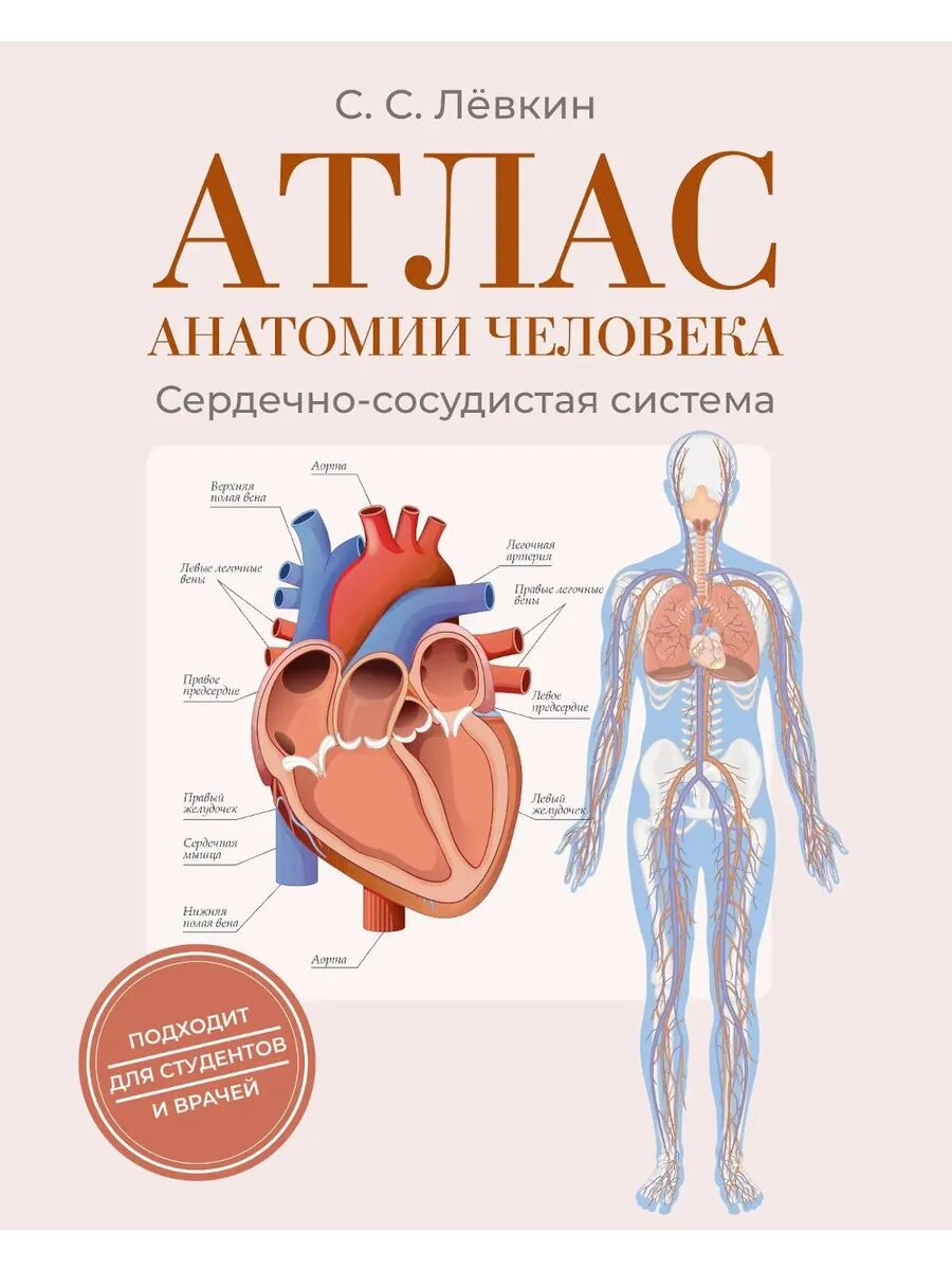 Атлас анатомии человека Сердечно-сосудистая система Книга Левкин СС 16+