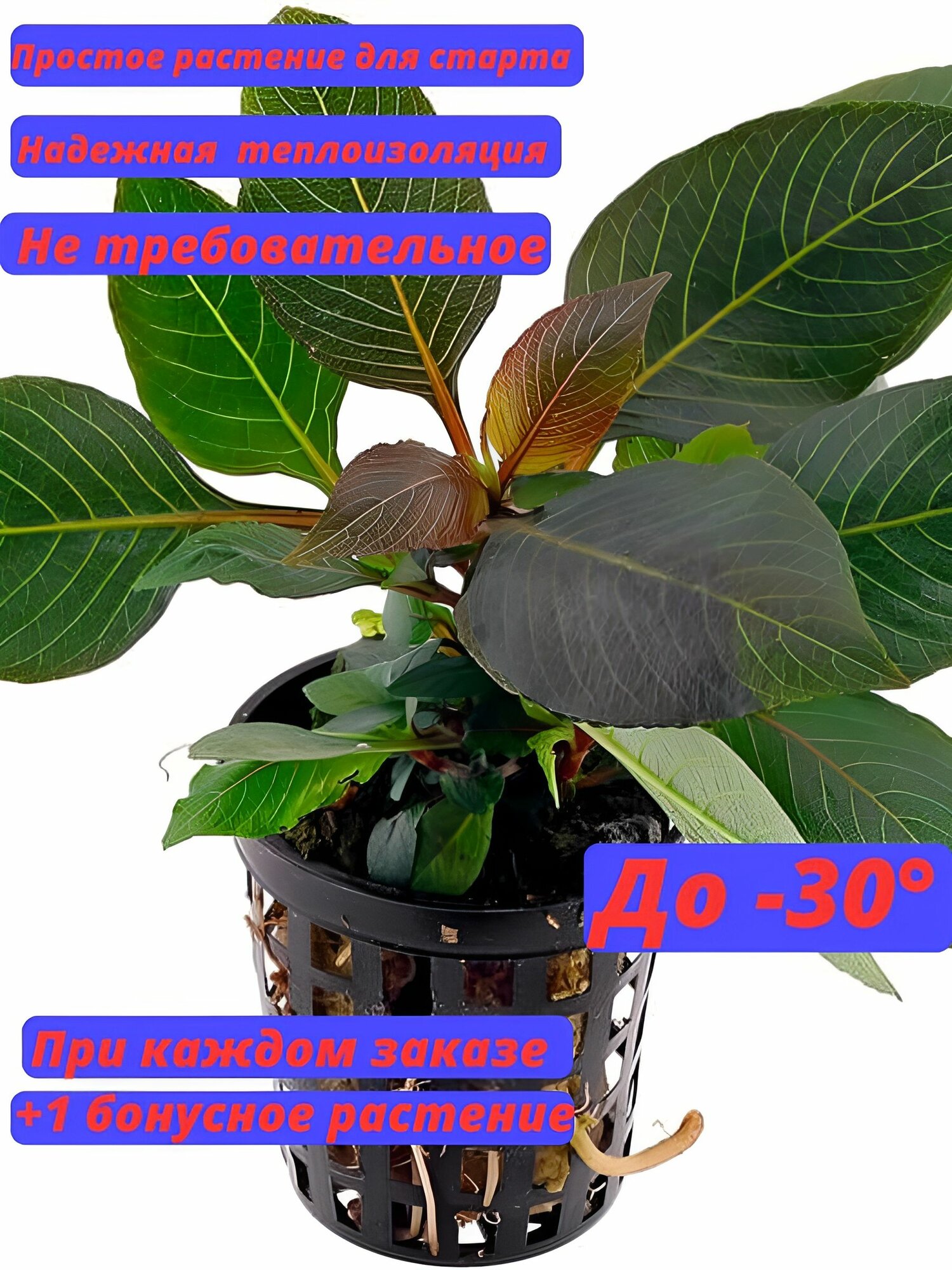 Гигрофила Лимонник . Живое аквариумное растение