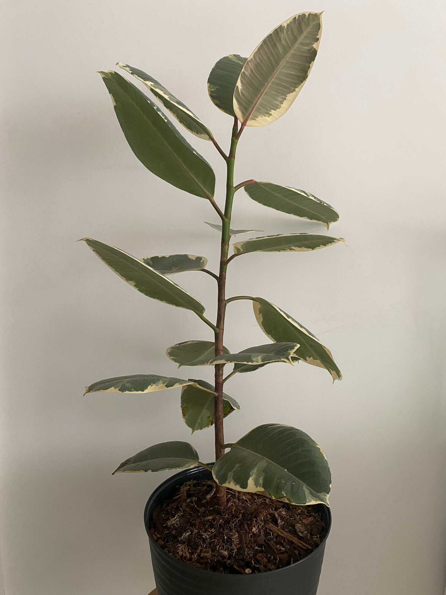 Комнатное растение Фикус Эластика 80см, пересаженное, высокое, зеленое, красивое