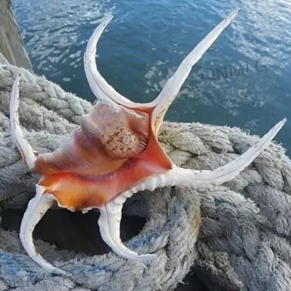 Декорация для аквариума/террариума