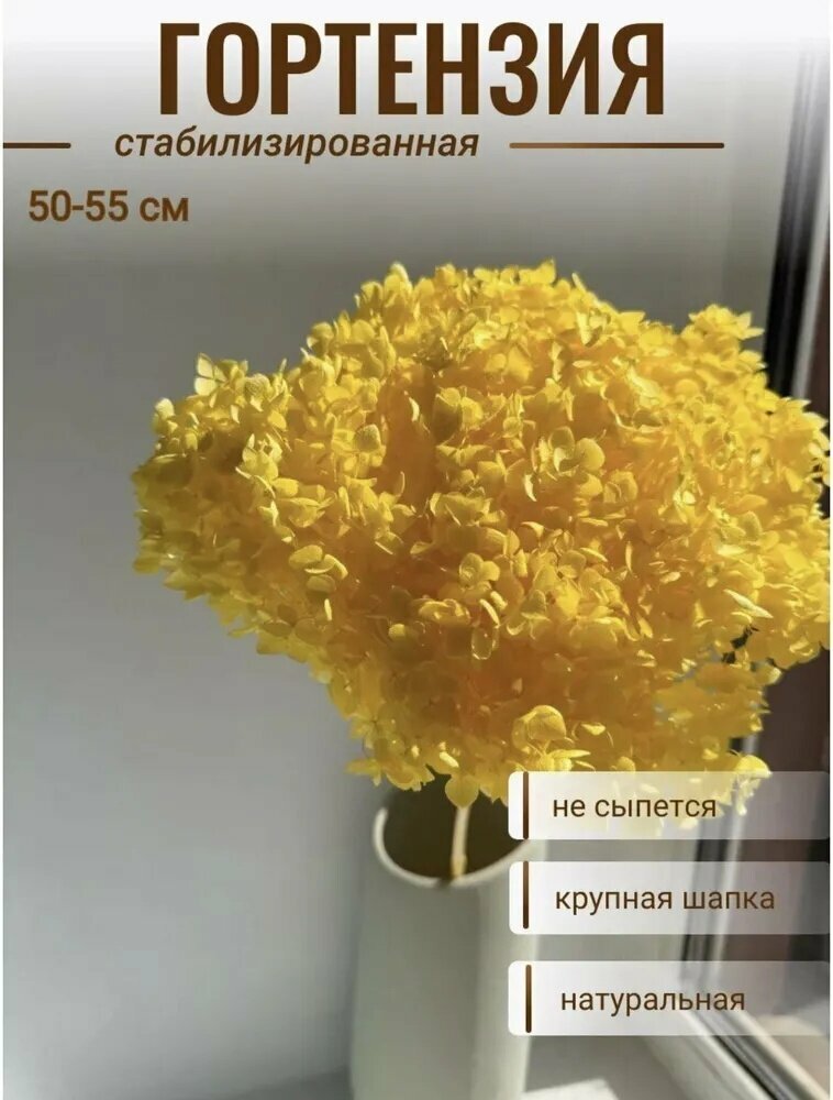 Стабилизированные цветы Гортензия, 55 см, 1 шт
