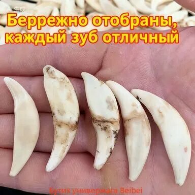 Славянский оберег Волчий Клык магический кулон амулет Зуб Волка4.0 4.4cm