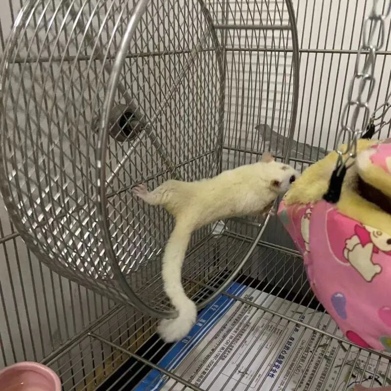 Металлическое беговое колесо для хомячка из нержавеющей стали, 1 штука, диаметр 25 см * высота 10 см * отверстие 8 мм