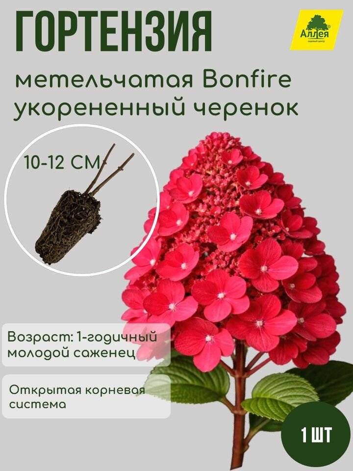 Гортензия метельчатая Bonfire укорененный черенок 1 шт