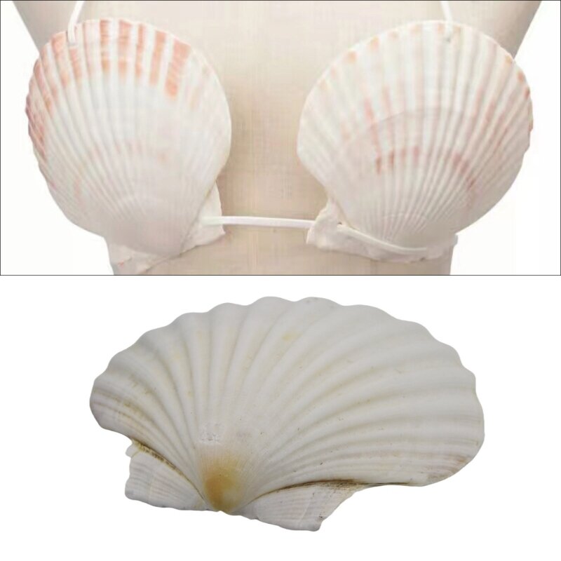 Большая раковина морского гребешка-12-13 см