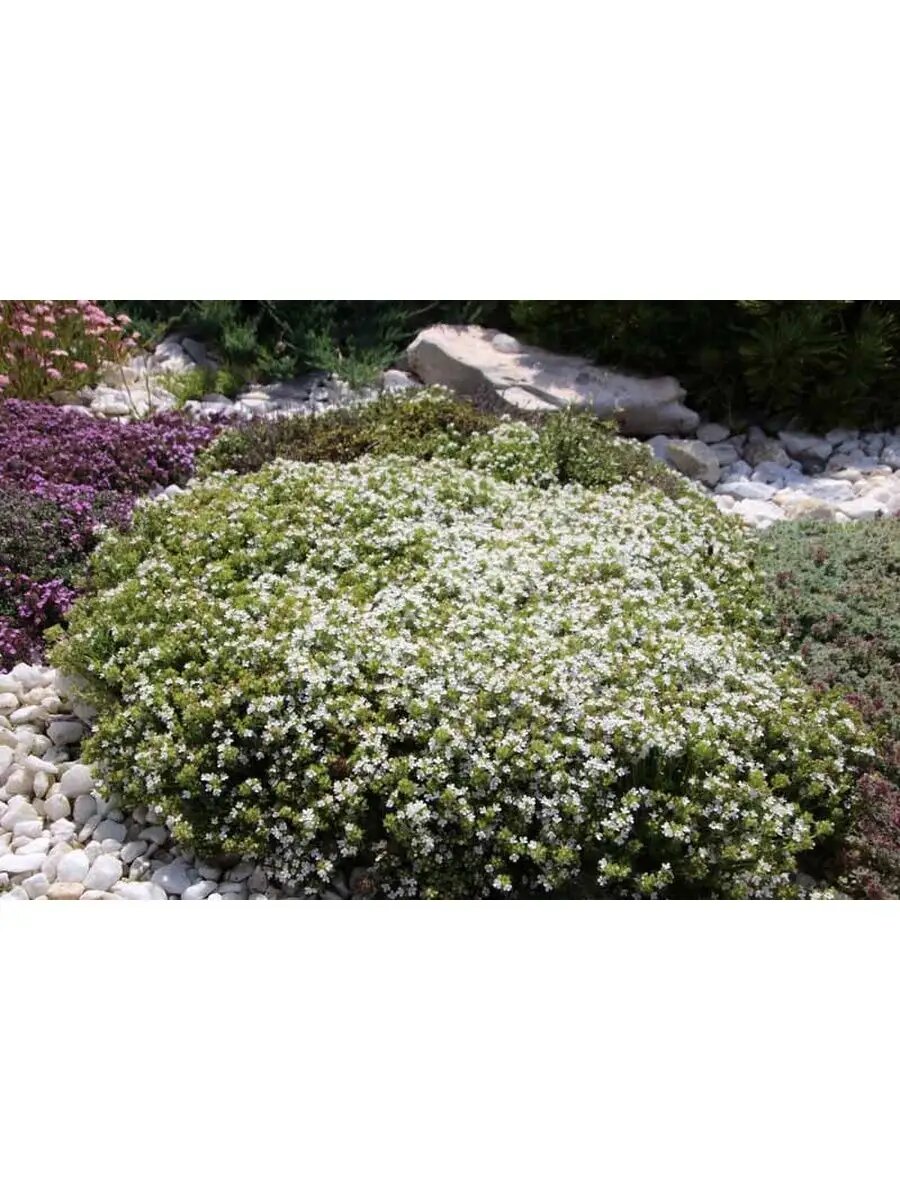Тимьян ранний Albiflorus