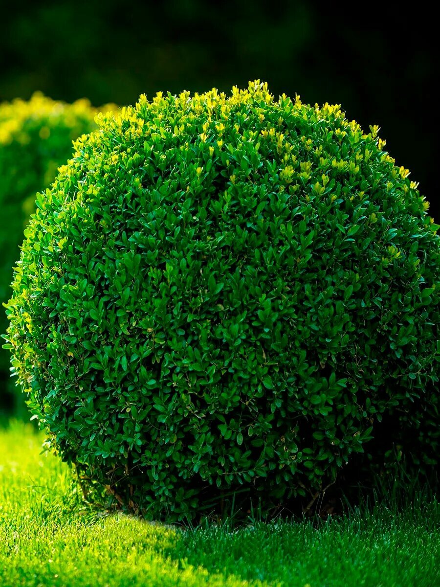 Самшит вечнозеленый