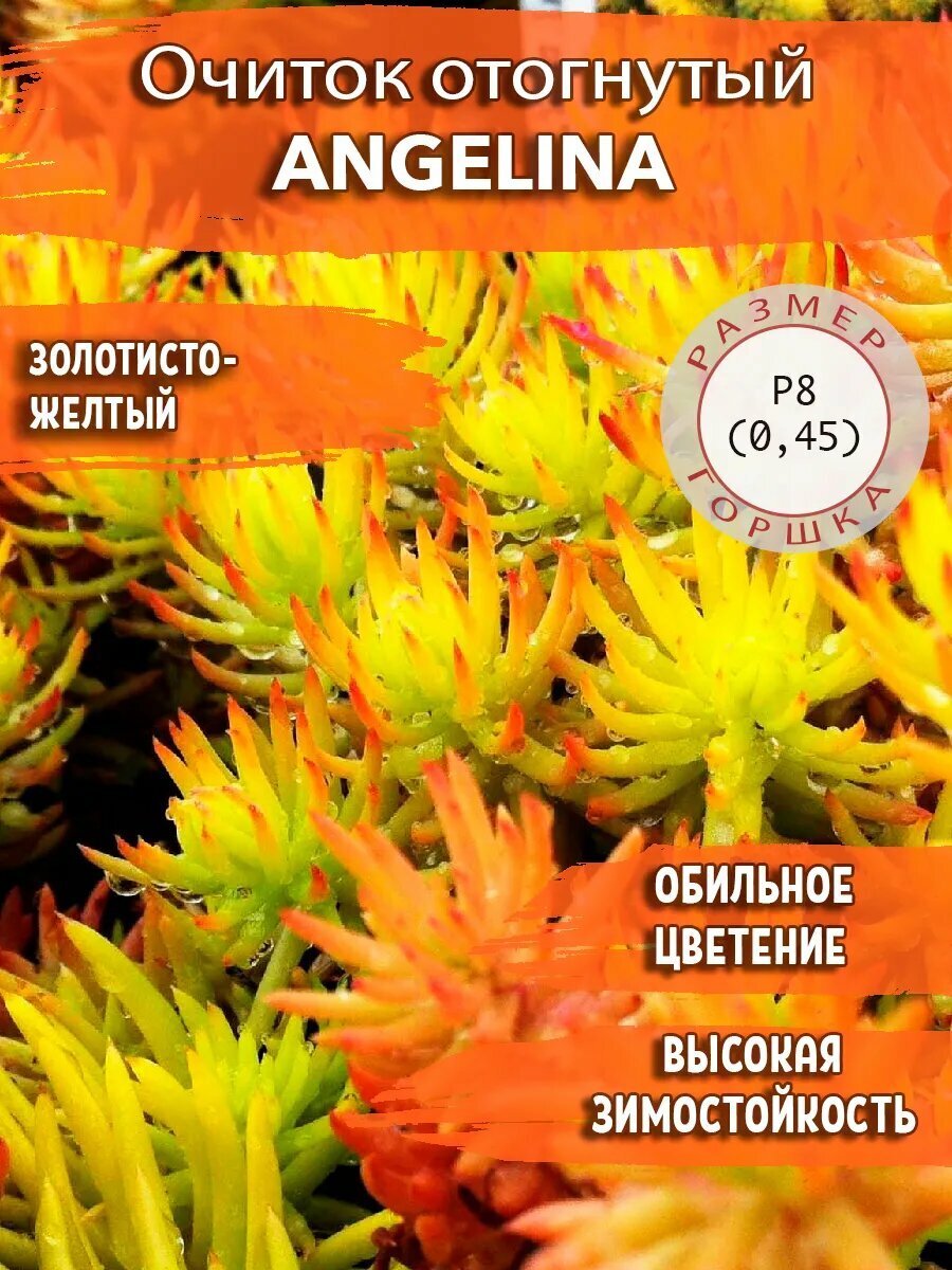 Очиток отогнутый Angelina