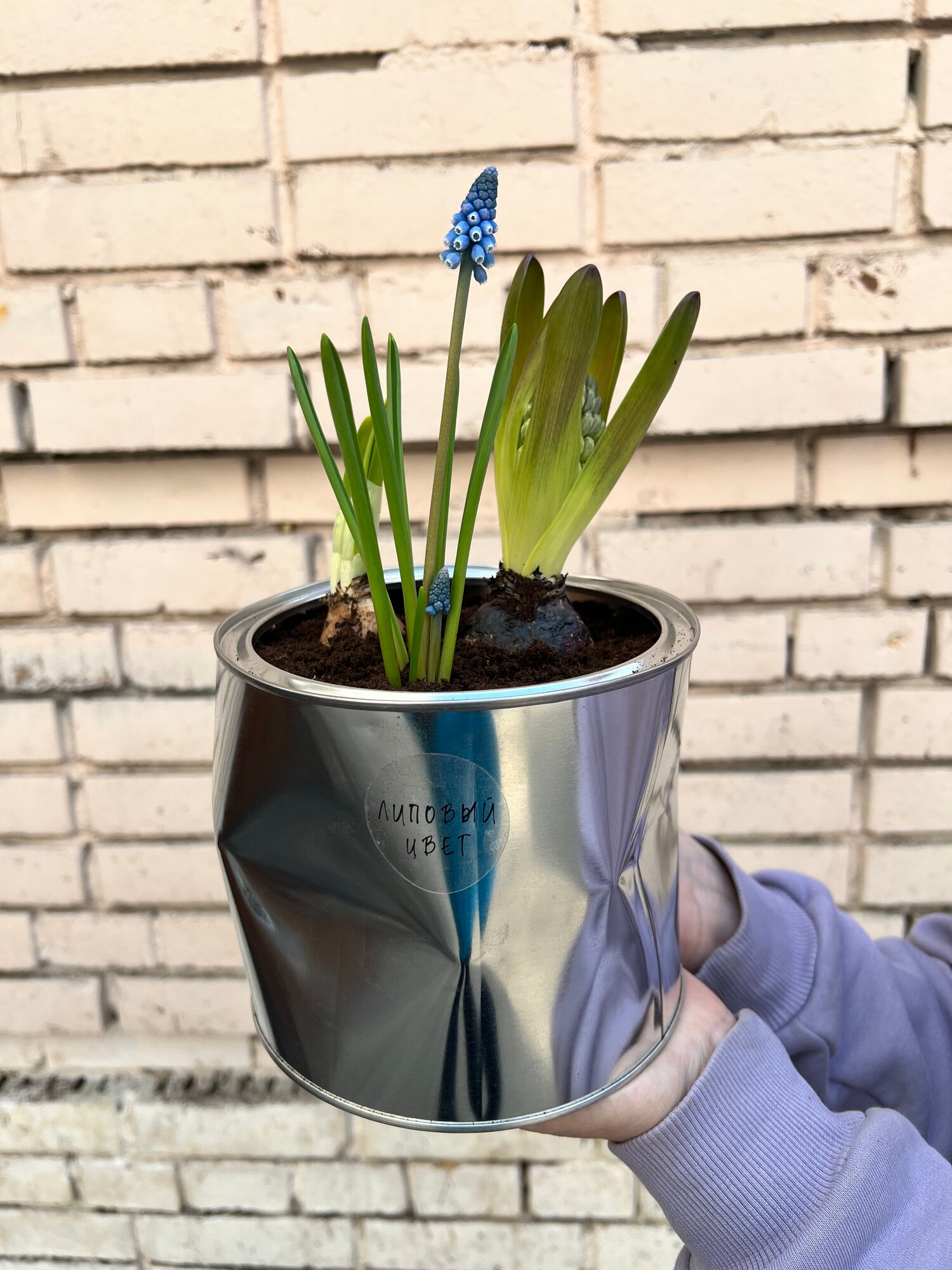 Микс первоцветов в банке