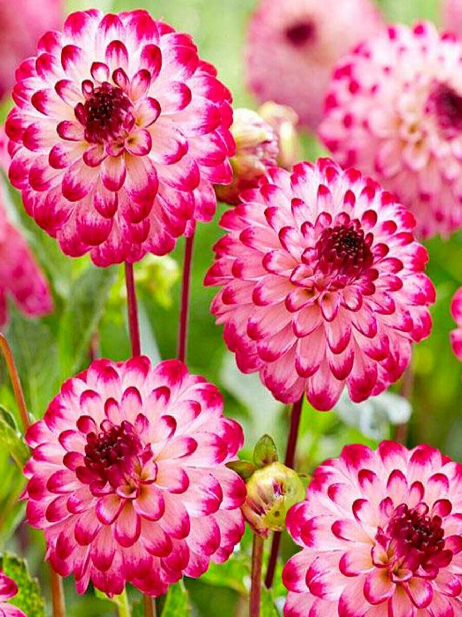 Георгина Holland Bulb Market Литл Роберт, многолетник, высота 80 см, цветет с июля по сентябрь