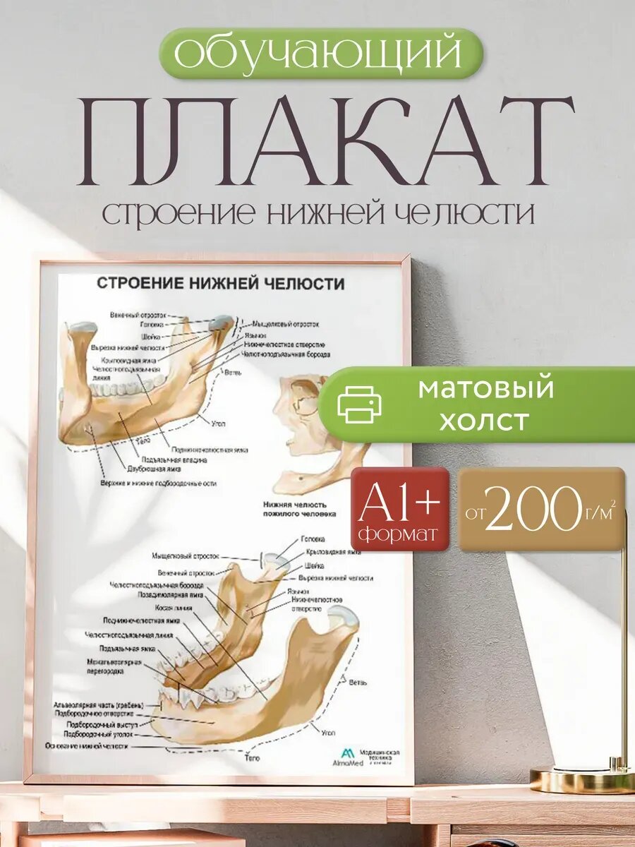 Строение нижней челюсти плакат матовый холст от 200 г/кв. м, размер A1+