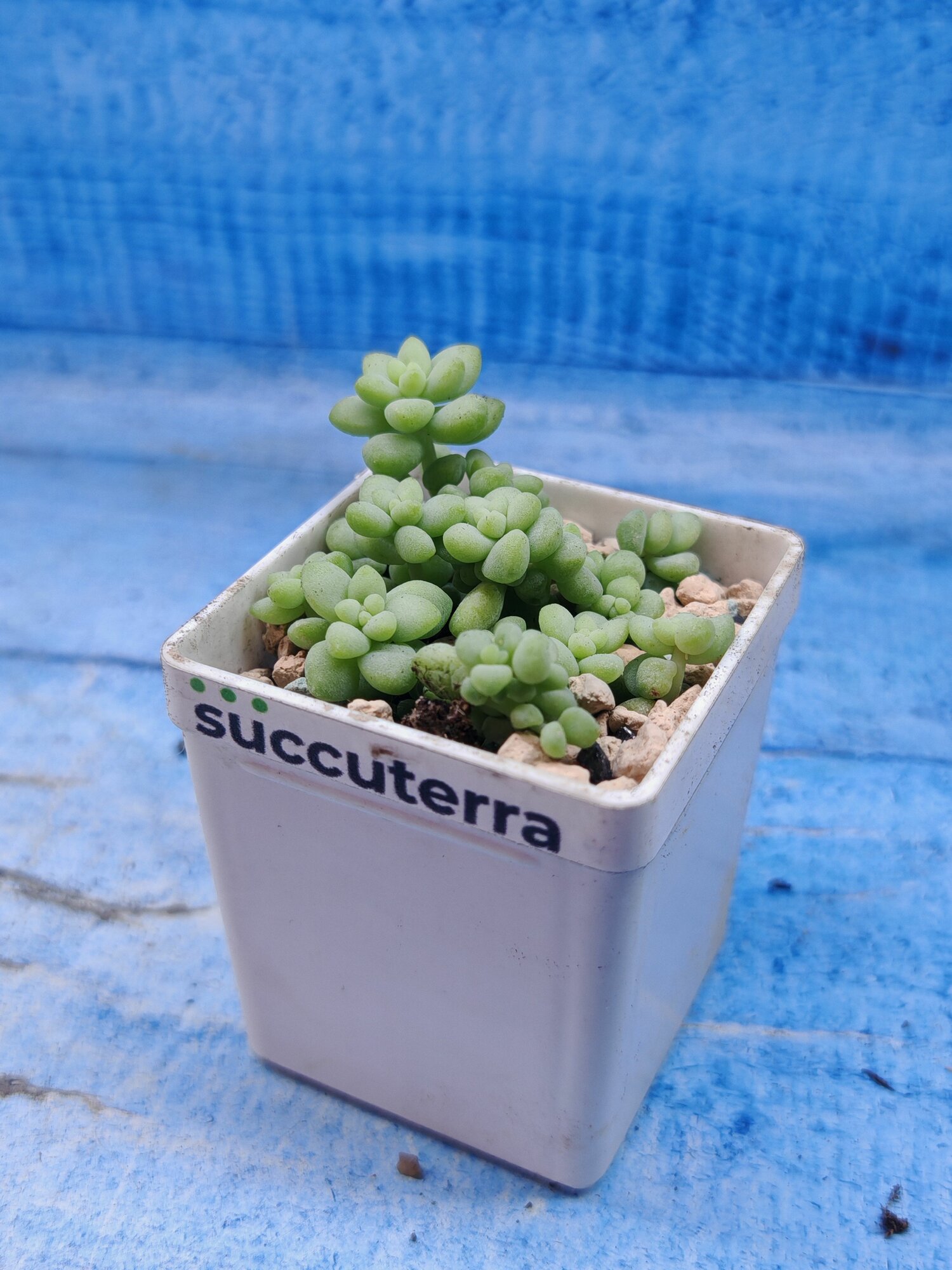 Суккулент Sedum Burrito (Седум Буррито) Диаметр горшка 5.5 см. Субстрат Succuterra Classic и фирменный горшочек в комплекте.
