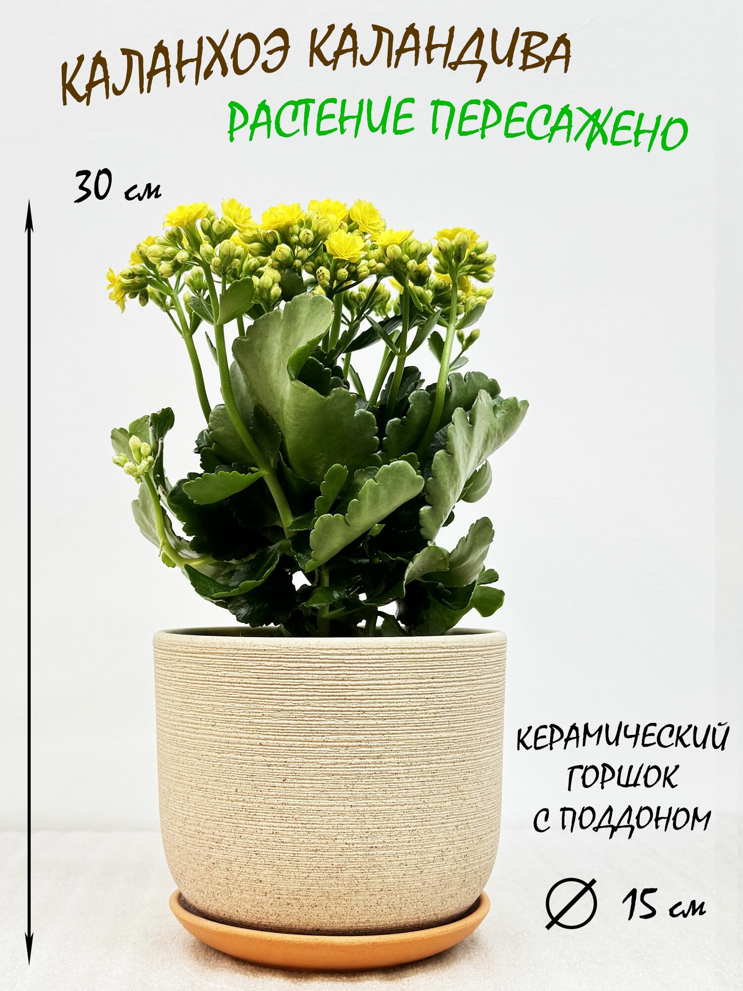 Каланхоэ Каландива желтое в кремовом керамическом горшке с поддоном, высота 25-30см