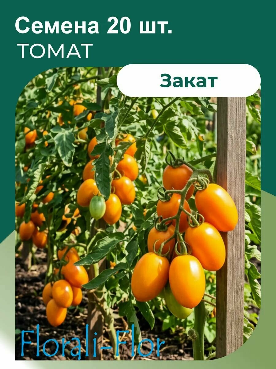 Томат Семена
