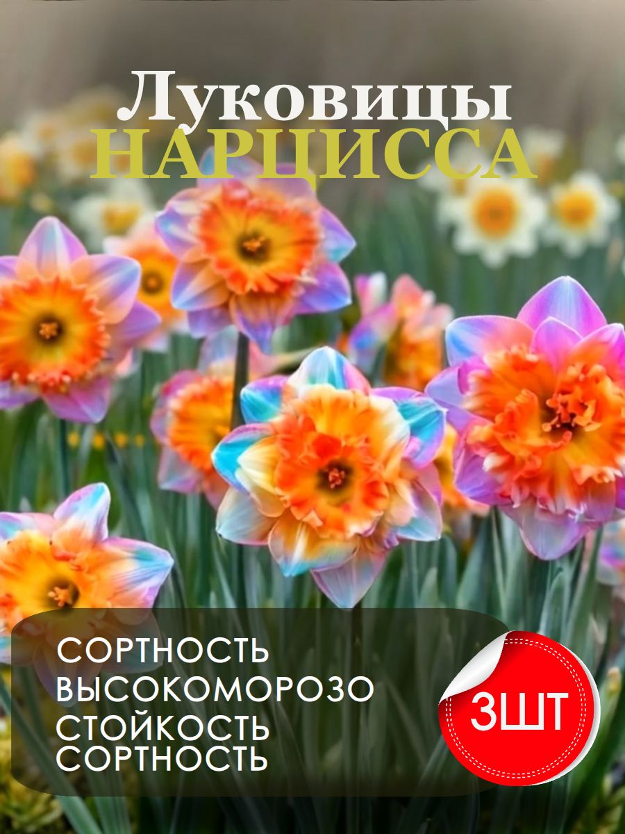 Луковицы Нарцисса