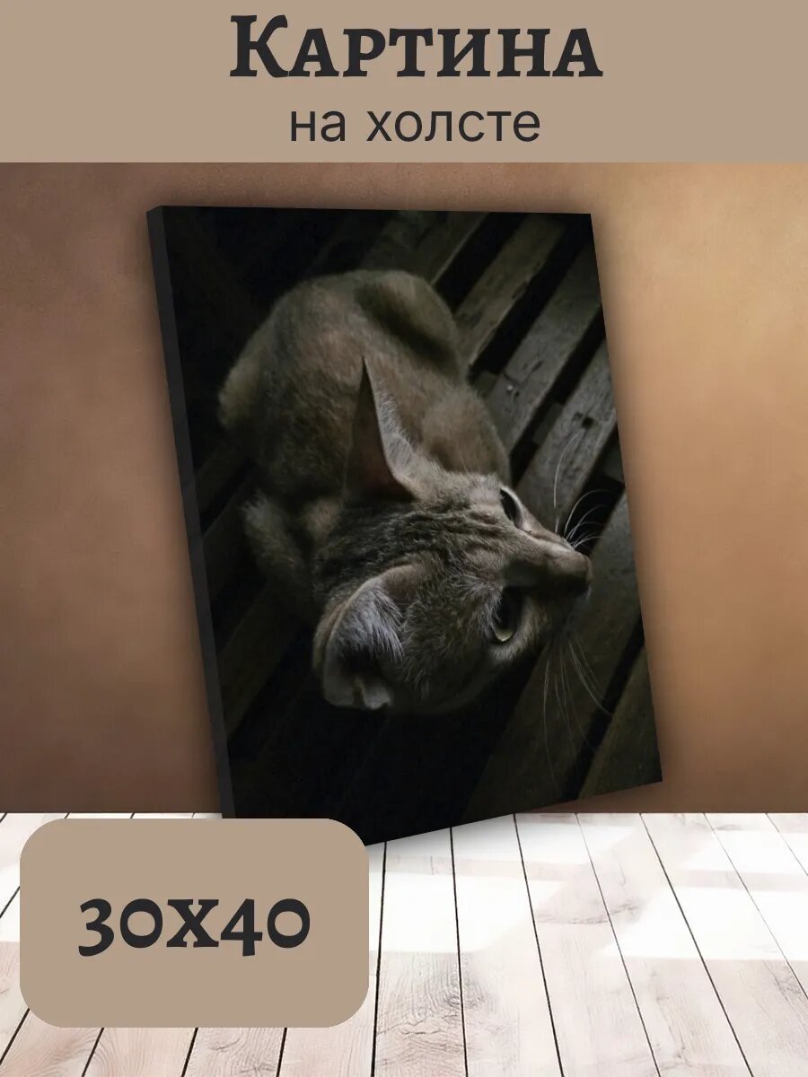 Картина Постер Кот Кошка Cat 30x40 серый Полосатый