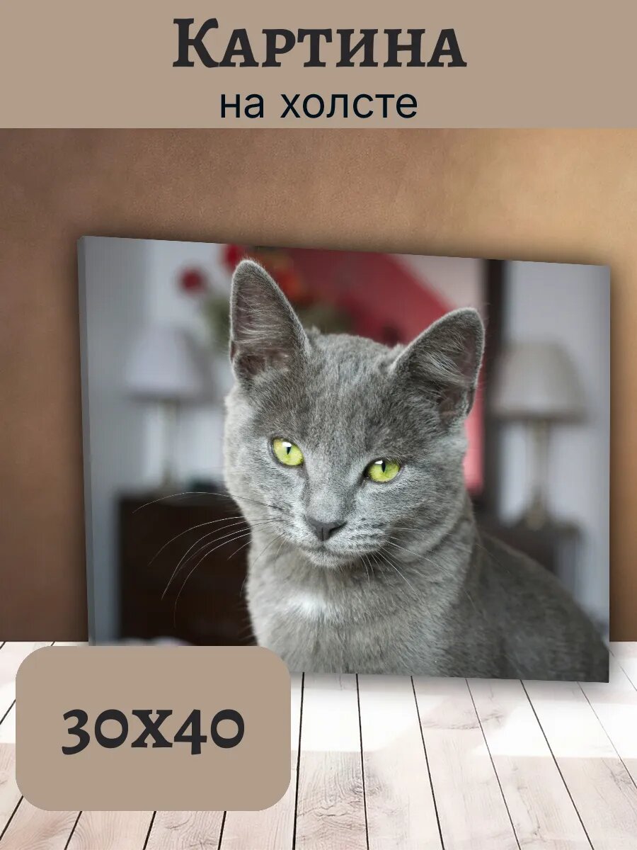 Картина Постер Кот Кошка Cat 30x40 британская