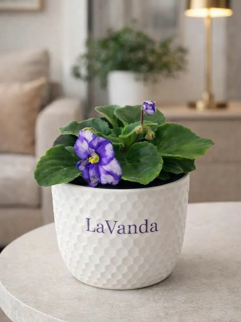 Сенполия (Фиалка узамбарская) комнатная в горшке, Живое растение для дома, Цветущая фиалка