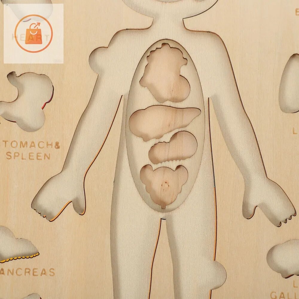 Обучающая игра анатомия человека деревянная развивающая для детей