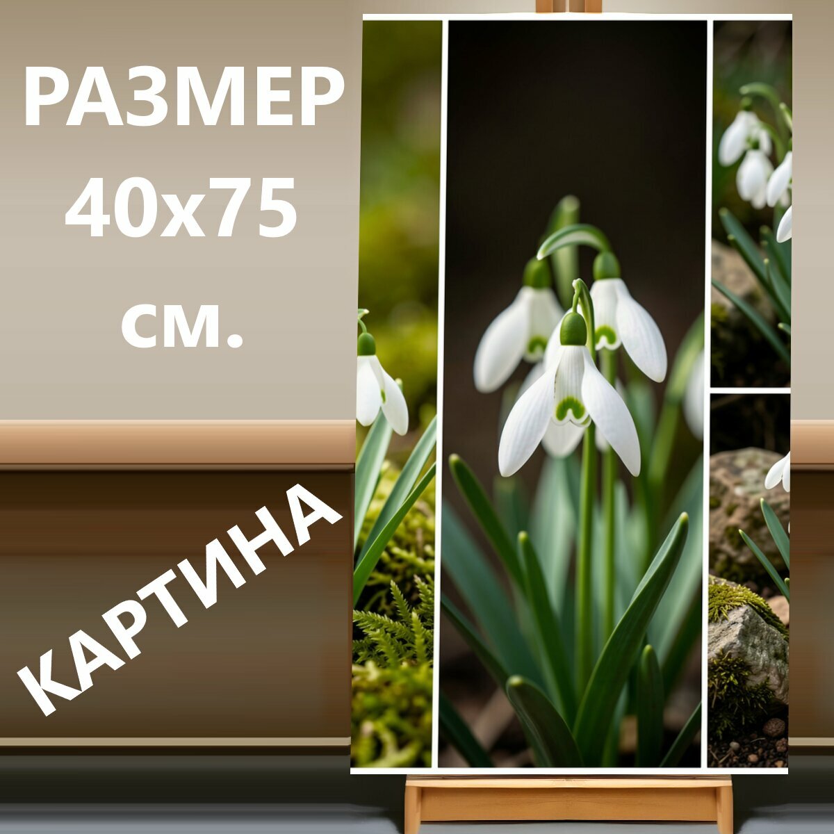 Картина на холсте "Белые подснежники в лесу. Нежные весенние первоцветы с белыми поникшими бутонами и зелёными листьями среди мха и камней." на подрамнике 75х40 см. для интерьера