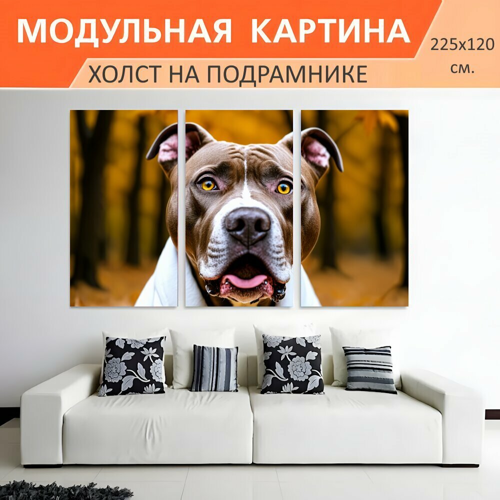 Модульная картина на холсте "Крупный план головы собаки породы питбуль с белым окрасом, виляющими ушами и пронзительными." триптих на подрамнике 225х120 см. для интерьера