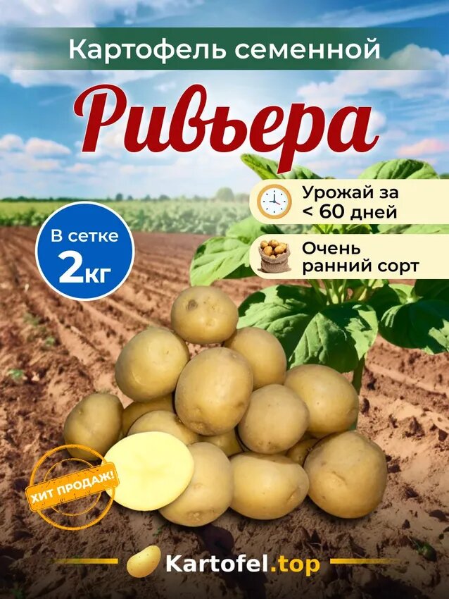 Картофель семенной "Ривьера" суперэлита (2 кг) / клубни / саженцы