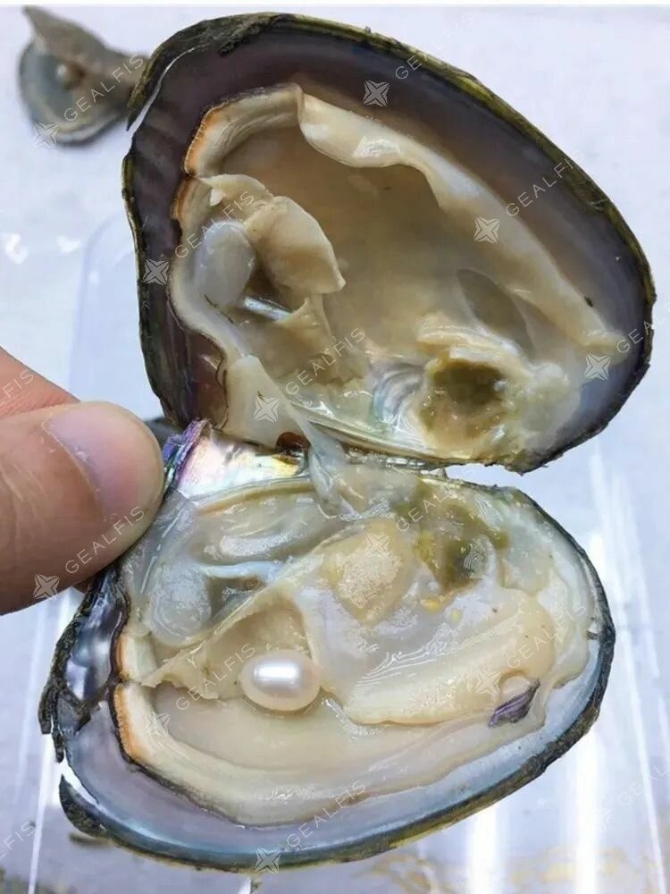 Подарок на 14 февраля, 8 марта Жемчужина желаний в ракушке, устрица в вакууме с жемчужиной внутри