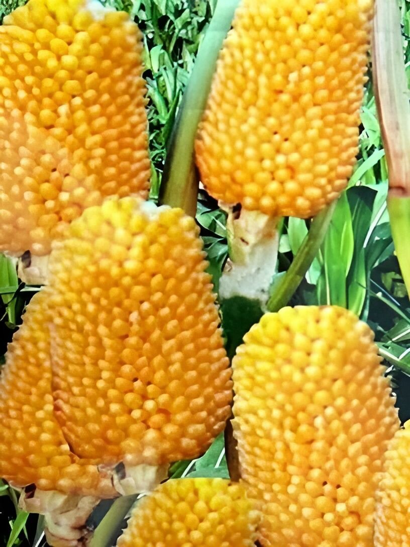Семена Кукуруза Джейн Декоративная, 10 штук