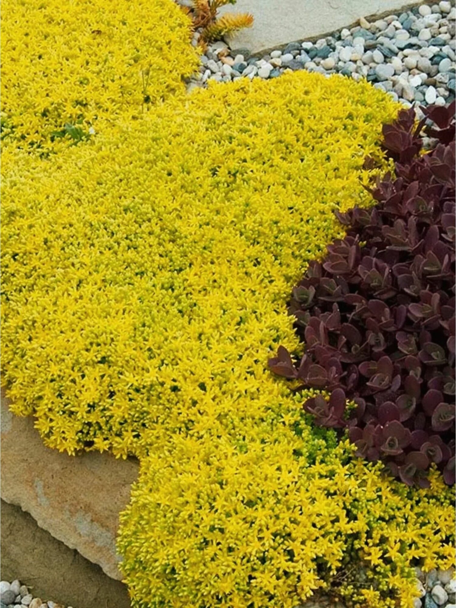 Очиток (седум) Едкий Sedum Acre P9 саженец 0,5л
