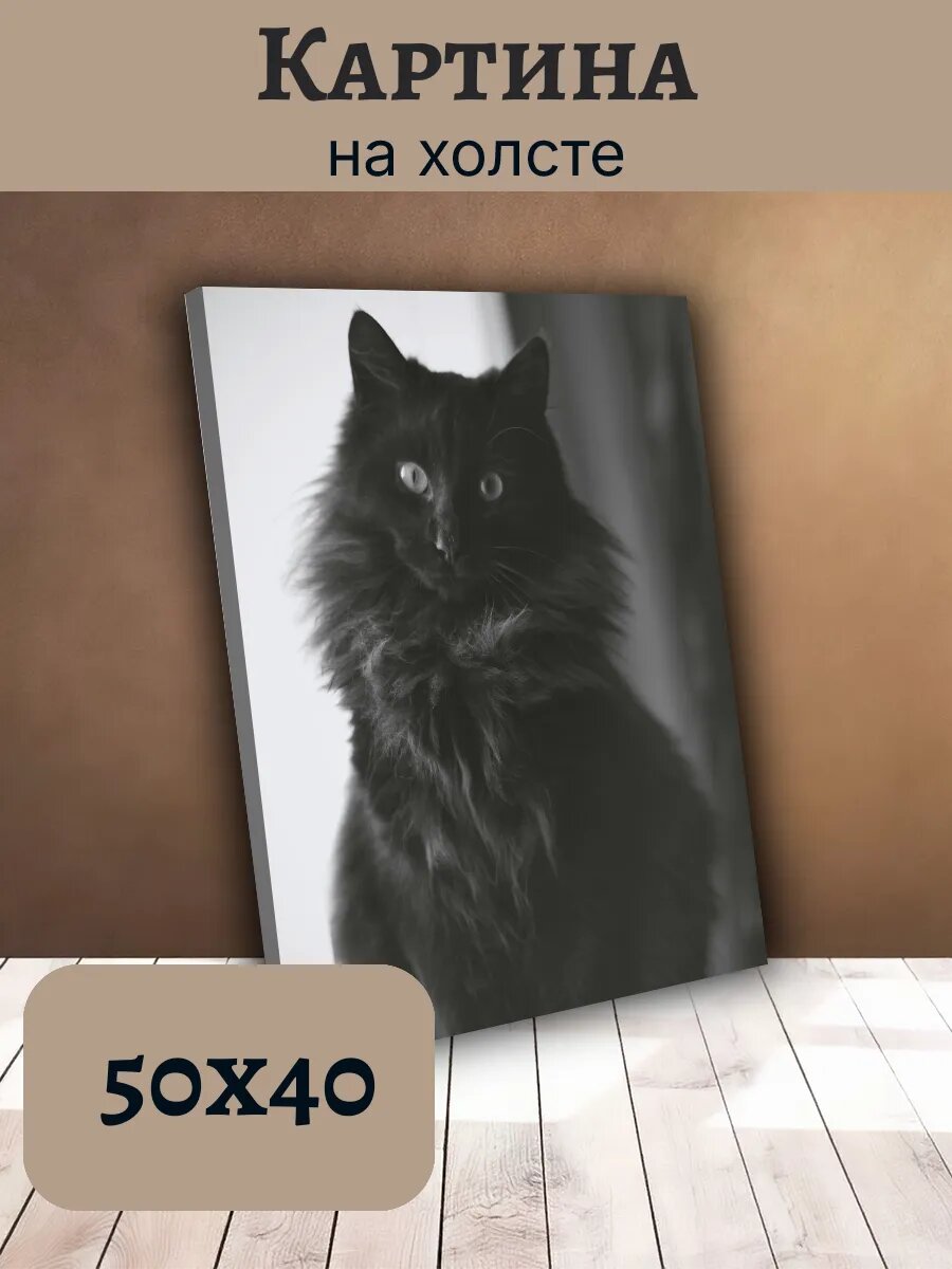 Картина Постер Кот Кошка Cat 40x50 чёрный Пушистый