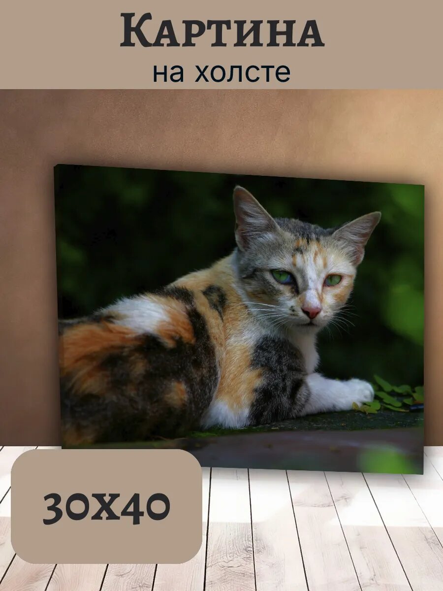 Картина Кот Кошка Cat 30x40 трехцветная рыжая на зелени