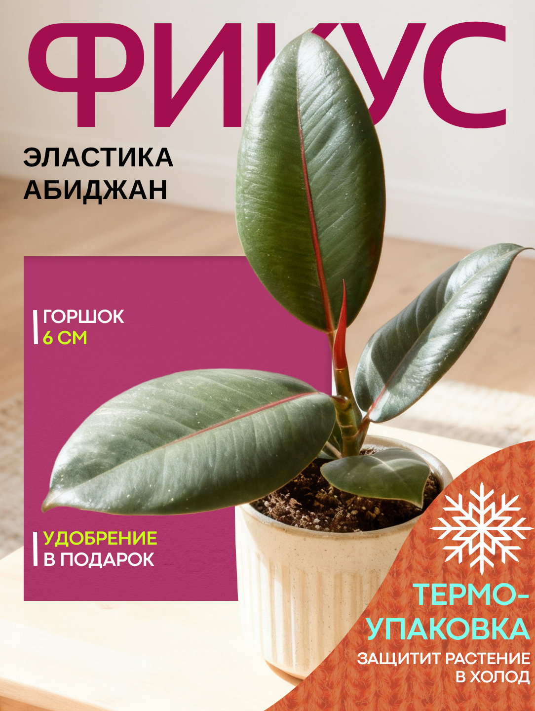 Фикус Эластика Абиджан комнатный цветок в горшке живой
