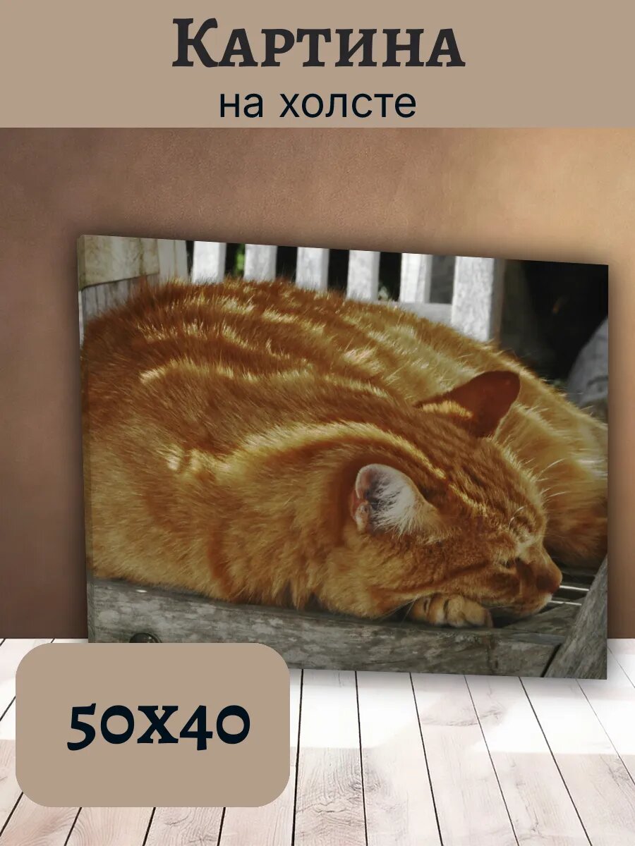 Картина Кот Кошка Cat 40x50 рыжий полосатый спящий на дереве