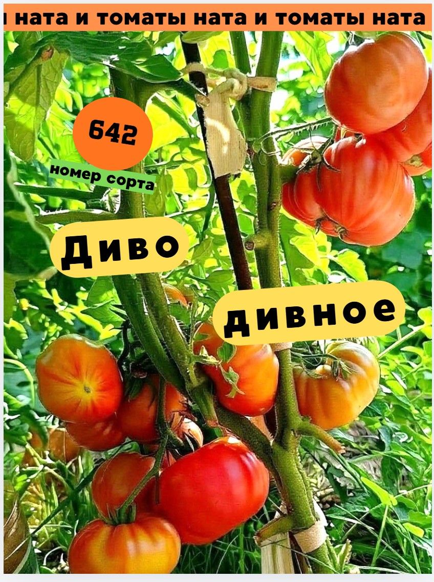 Семена томата Диво дивное (Коллекционный )10 шт