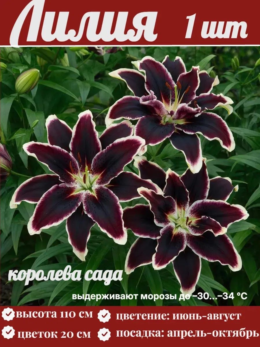 Луковицы Лилии Магни Корз 1 шт
