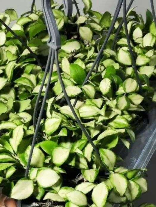 Хойя Хешкелиана срез для укоренения 10-12 см, 3-4 узла — фото 1
